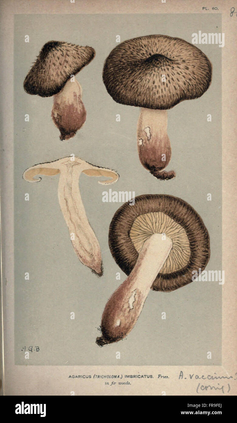 This illustrated atlas provides detailed depictions of British fungi ...