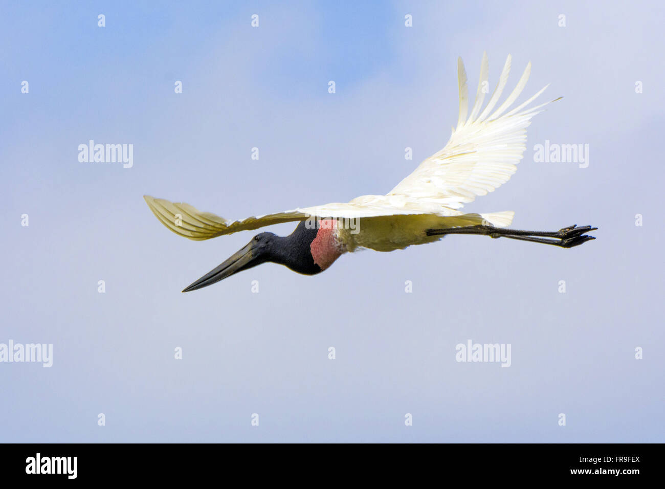 Tuiuiu hi-res stock photography and images - Alamy