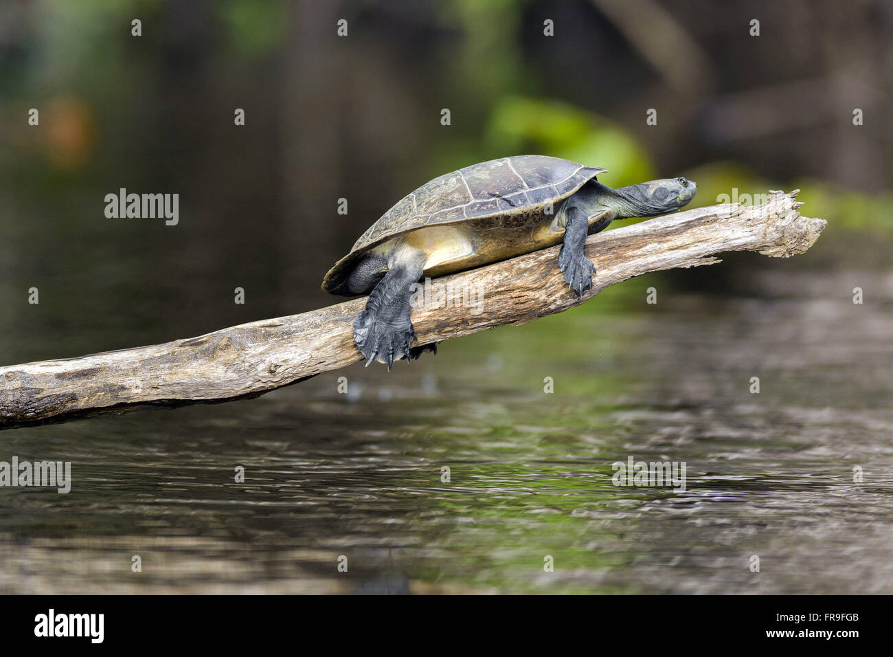 Turtle in Rio Cristalino - RPPN Cristalino Stock Photo - Alamy