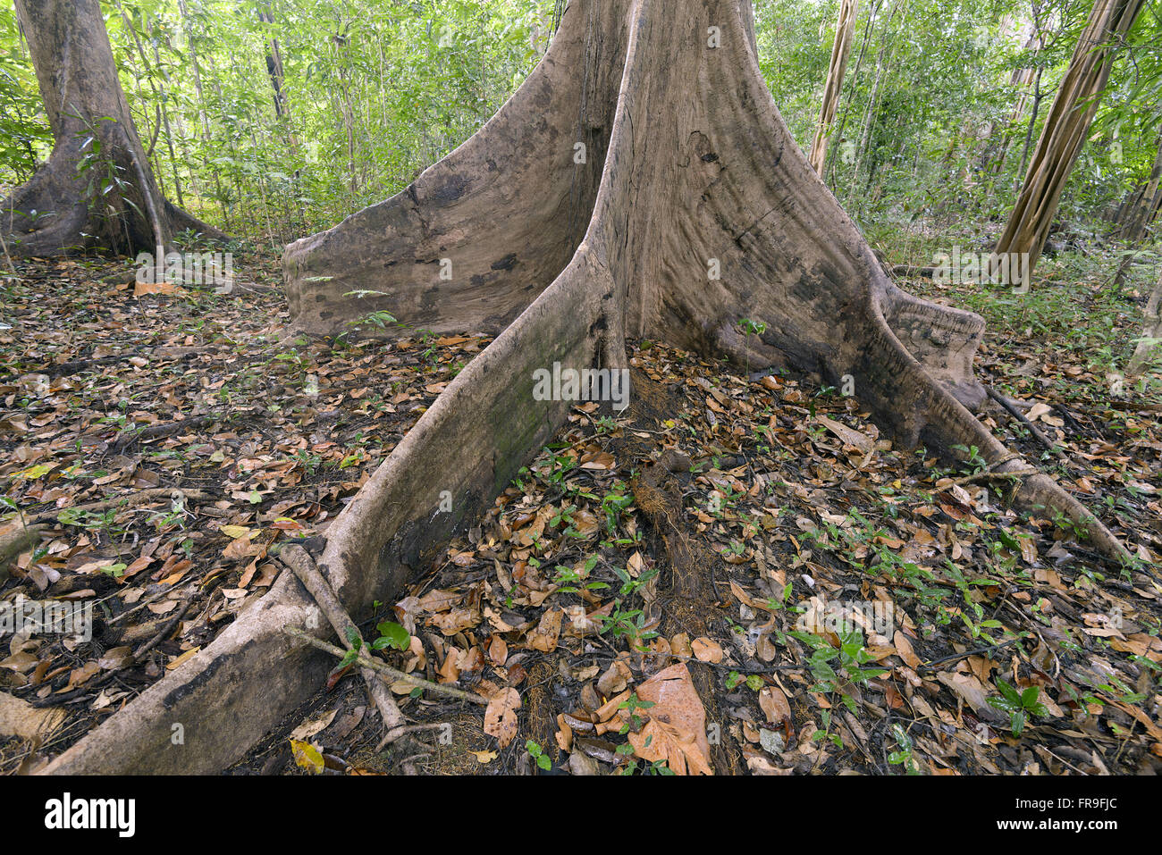 Tabular roots of a macucu in macucu Trail in the National Park ...