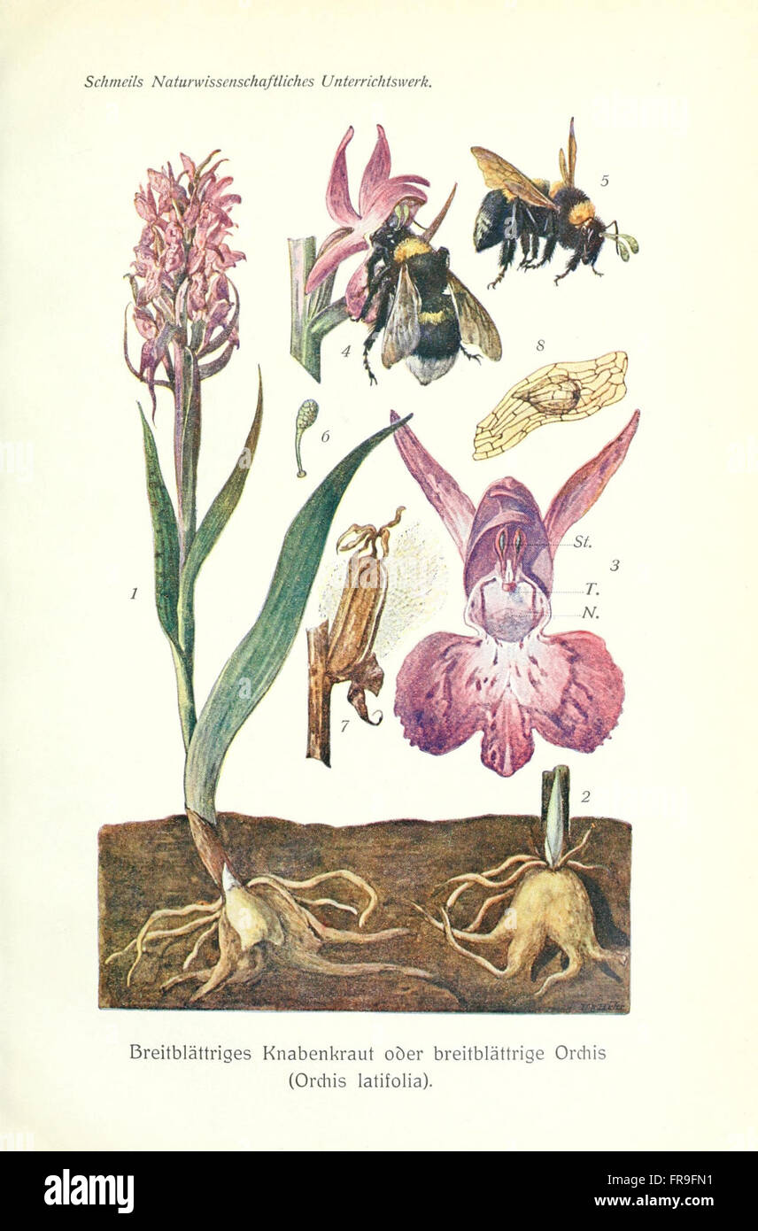 Lehrbuch der Botanik (Taf. 34 Stock Photo - Alamy