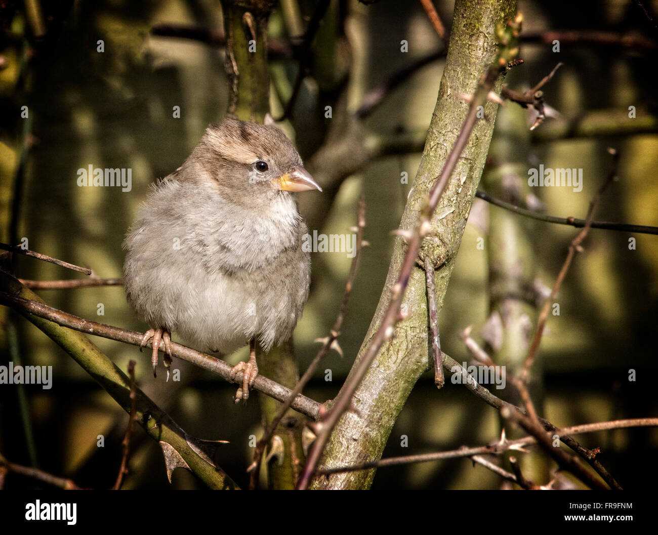 young female sparrow, taken in UK garden Stock Photo - Alamy