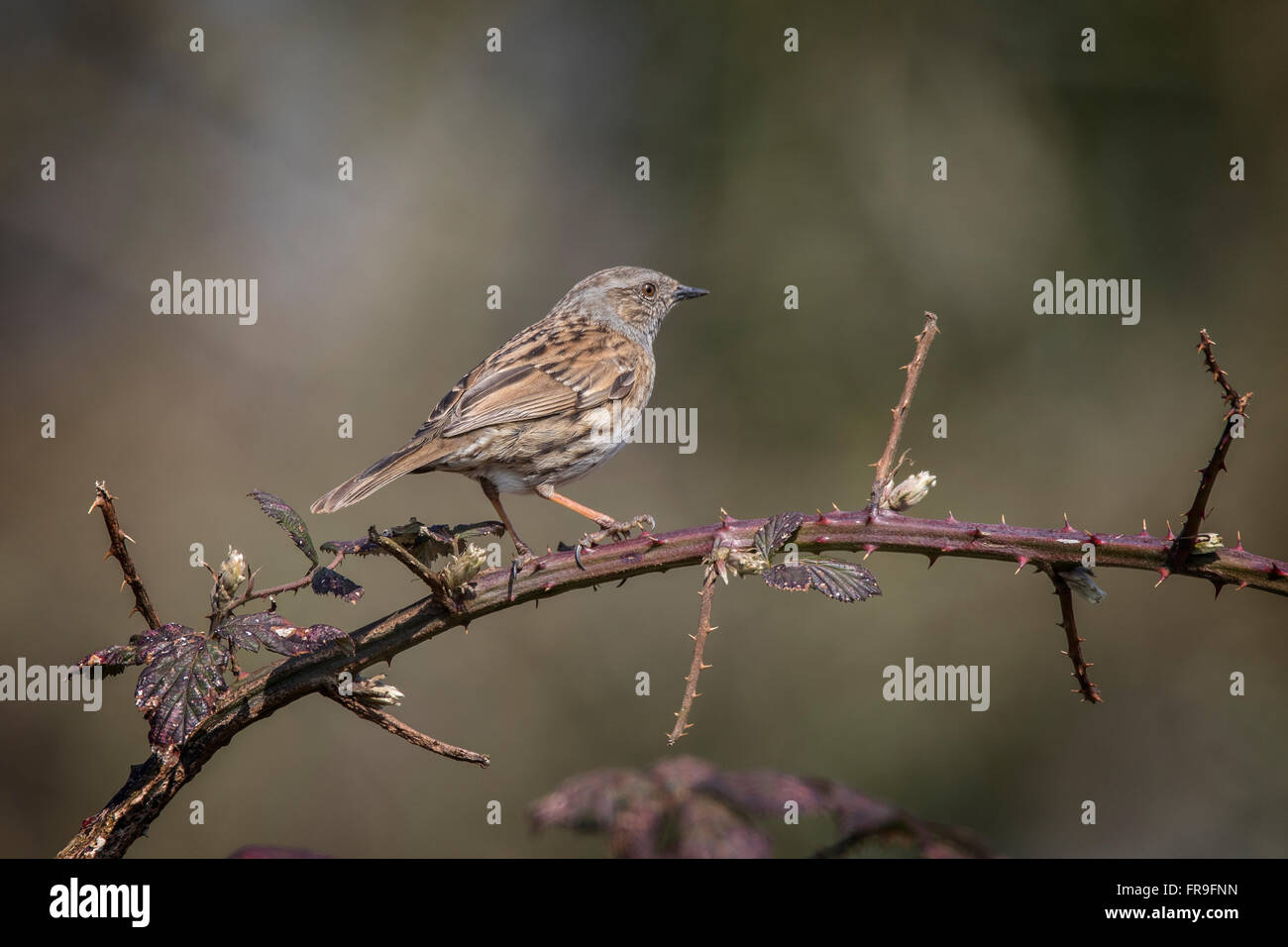 Dunnock bird hi-res stock photography and images - Alamy