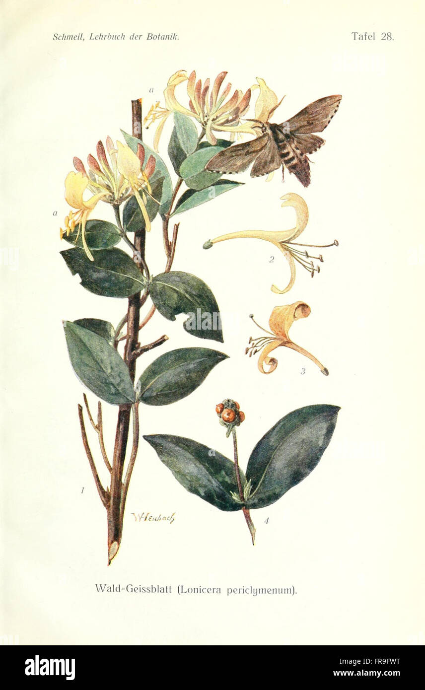 This German textbook on botany provides detailed information on plant ...