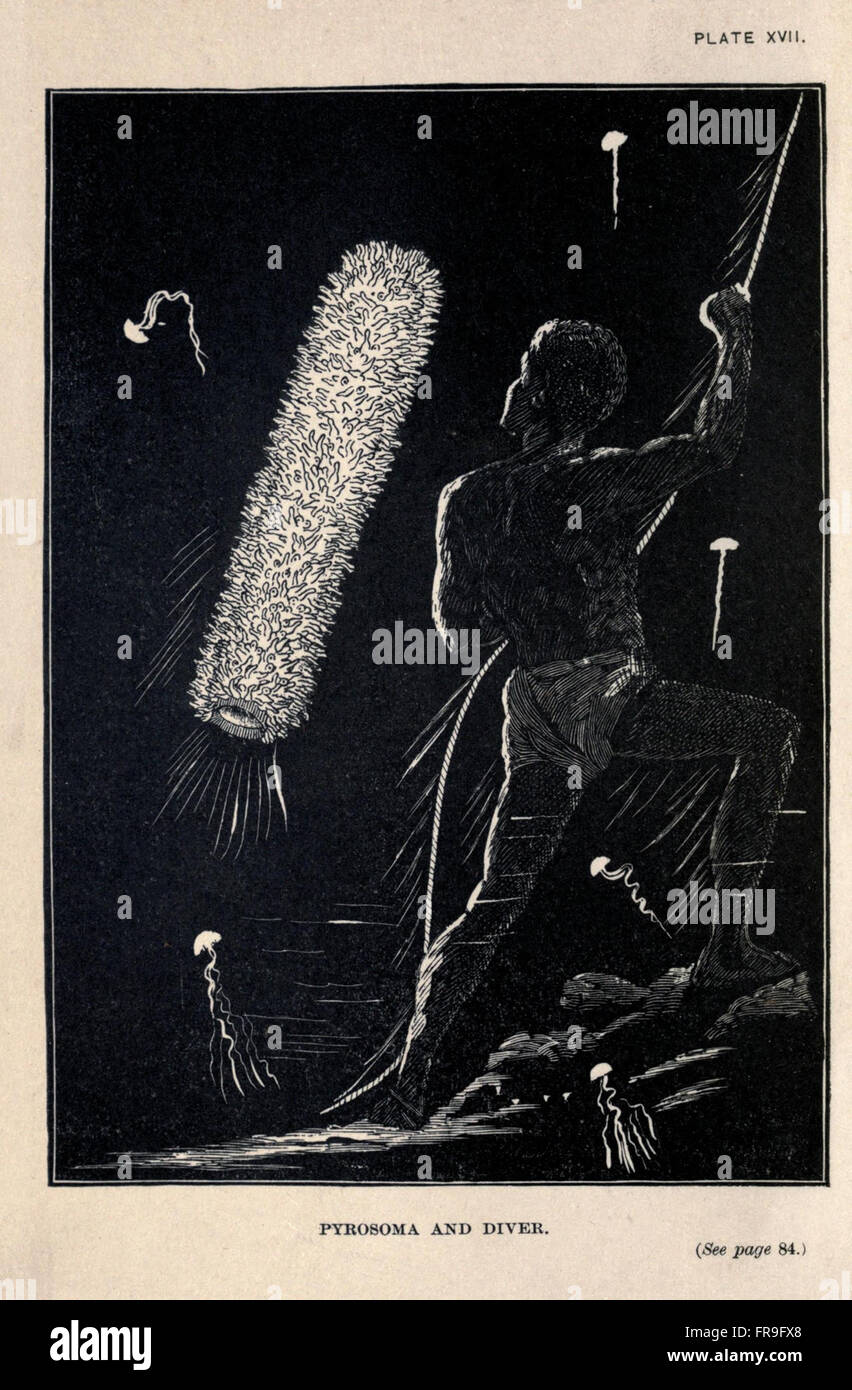 'Living Lights' features a scientific study of bioluminescent organisms ...