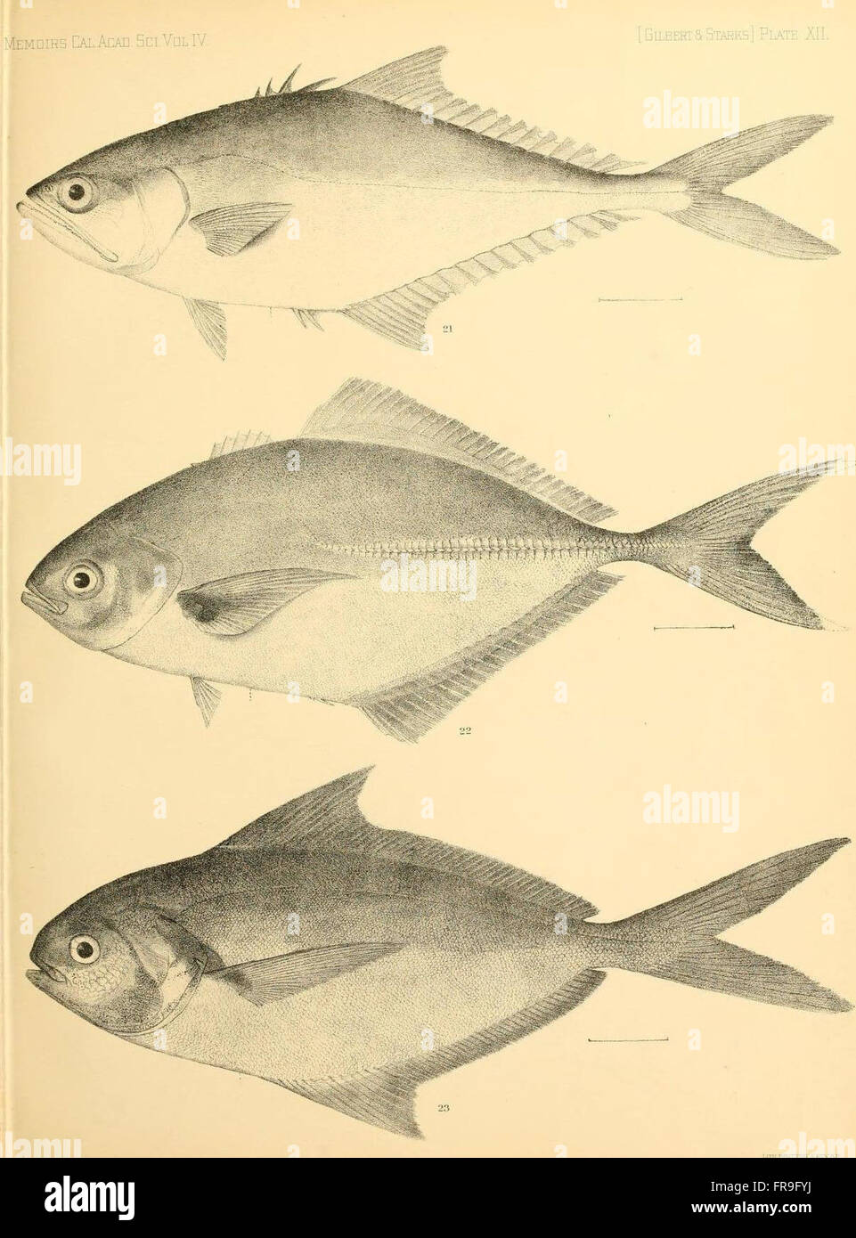This plate from 'The Fishes of Panama Bay' illustrates various species ...