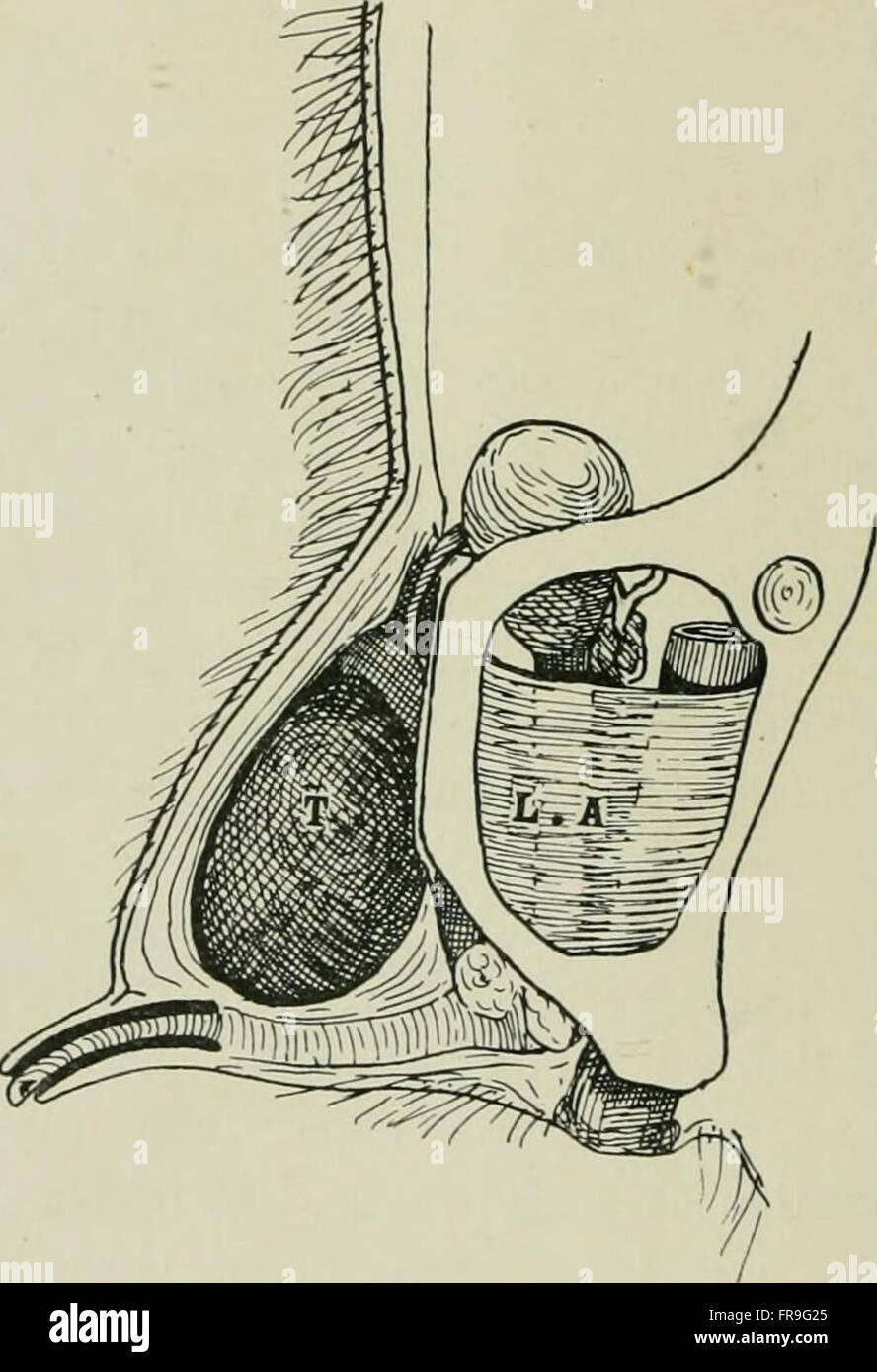 The 1867 Journal of Anatomy presents scholarly articles and research on ...