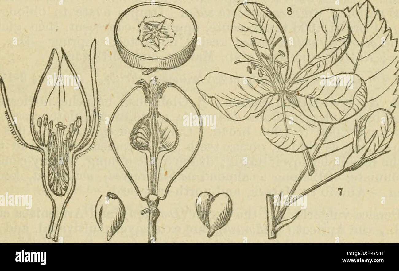 The 1896 work explores the flora of Syria, Palestine, and Sinai ...