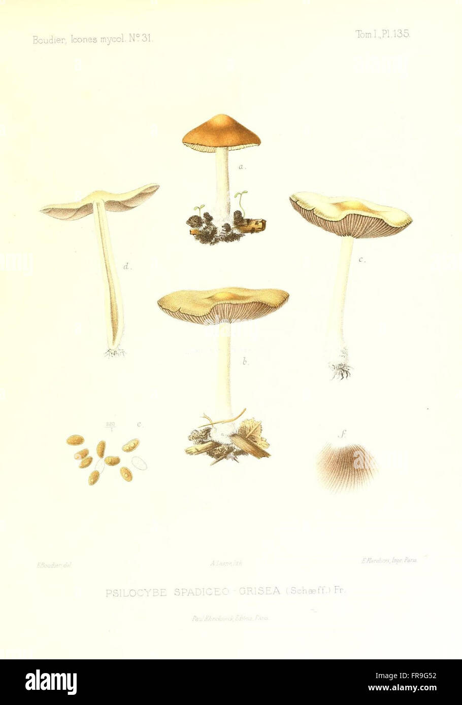 This work offers illustrations of French fungi, primarily focusing on ...