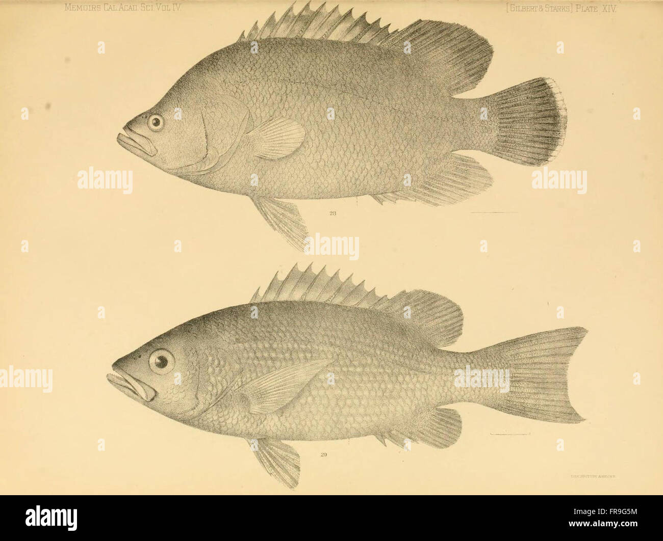 *The Fishes of Panama Bay* presents an illustration and study of the ...