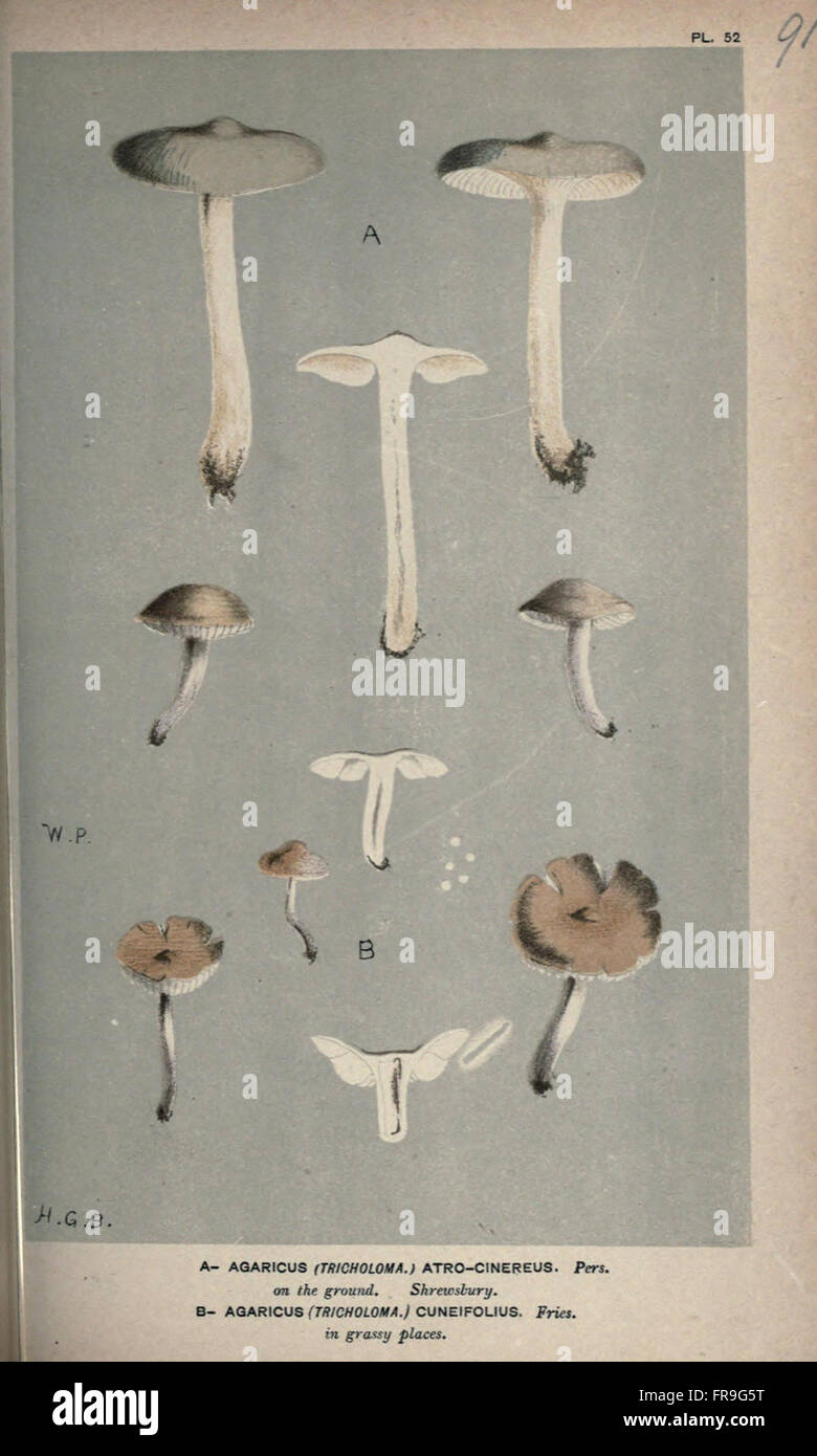 This illustrated guide presents detailed depictions of British fungi ...