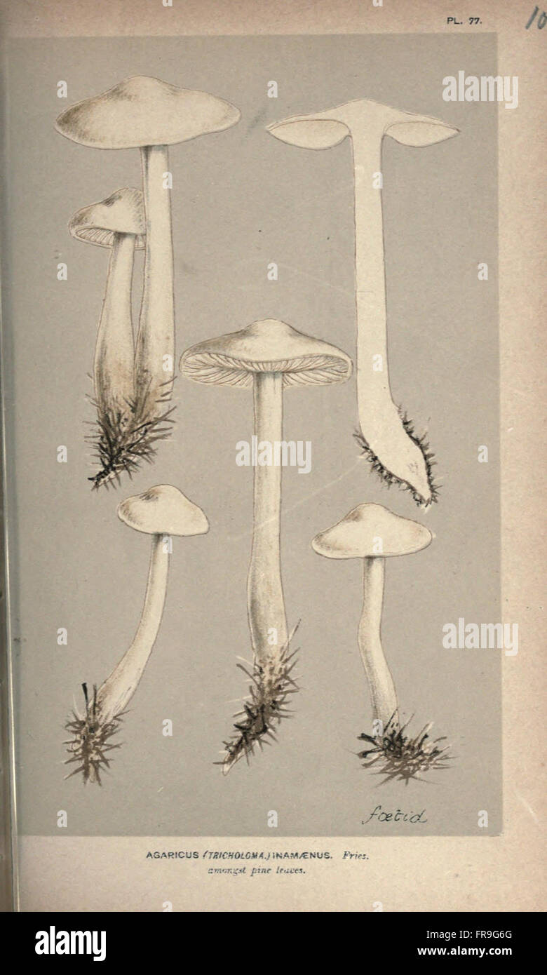 This illustration series depicts various species of British fungi ...