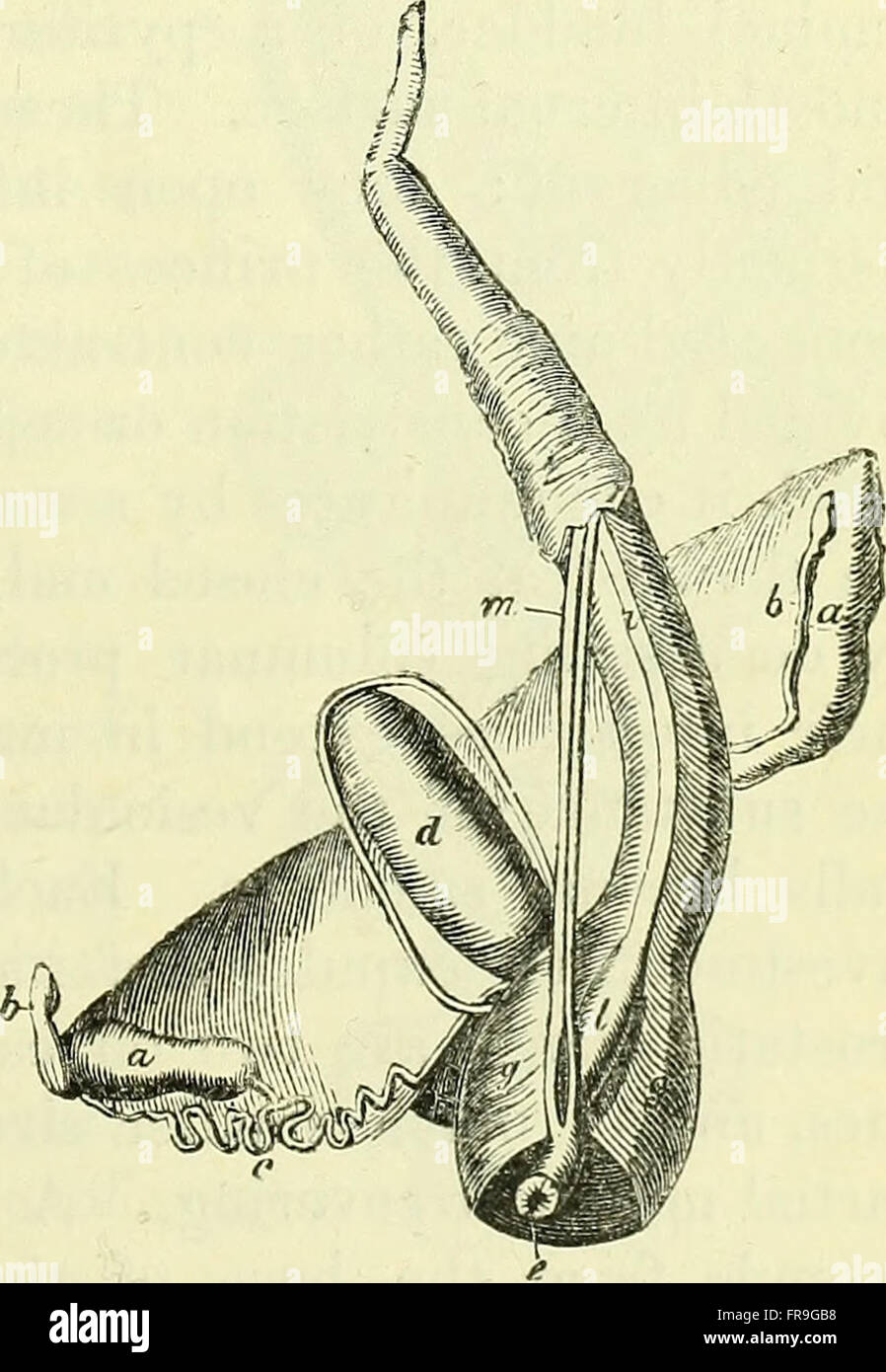 This 1866 work on vertebrate anatomy explores the structure and ...