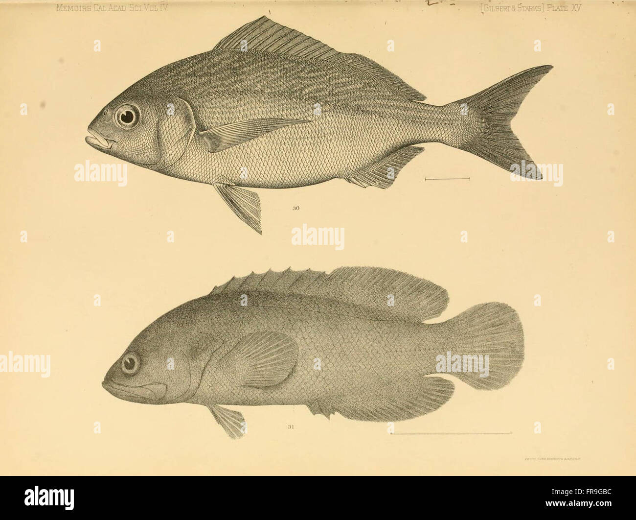 An illustration of the diverse fish species found in Panama Bay ...