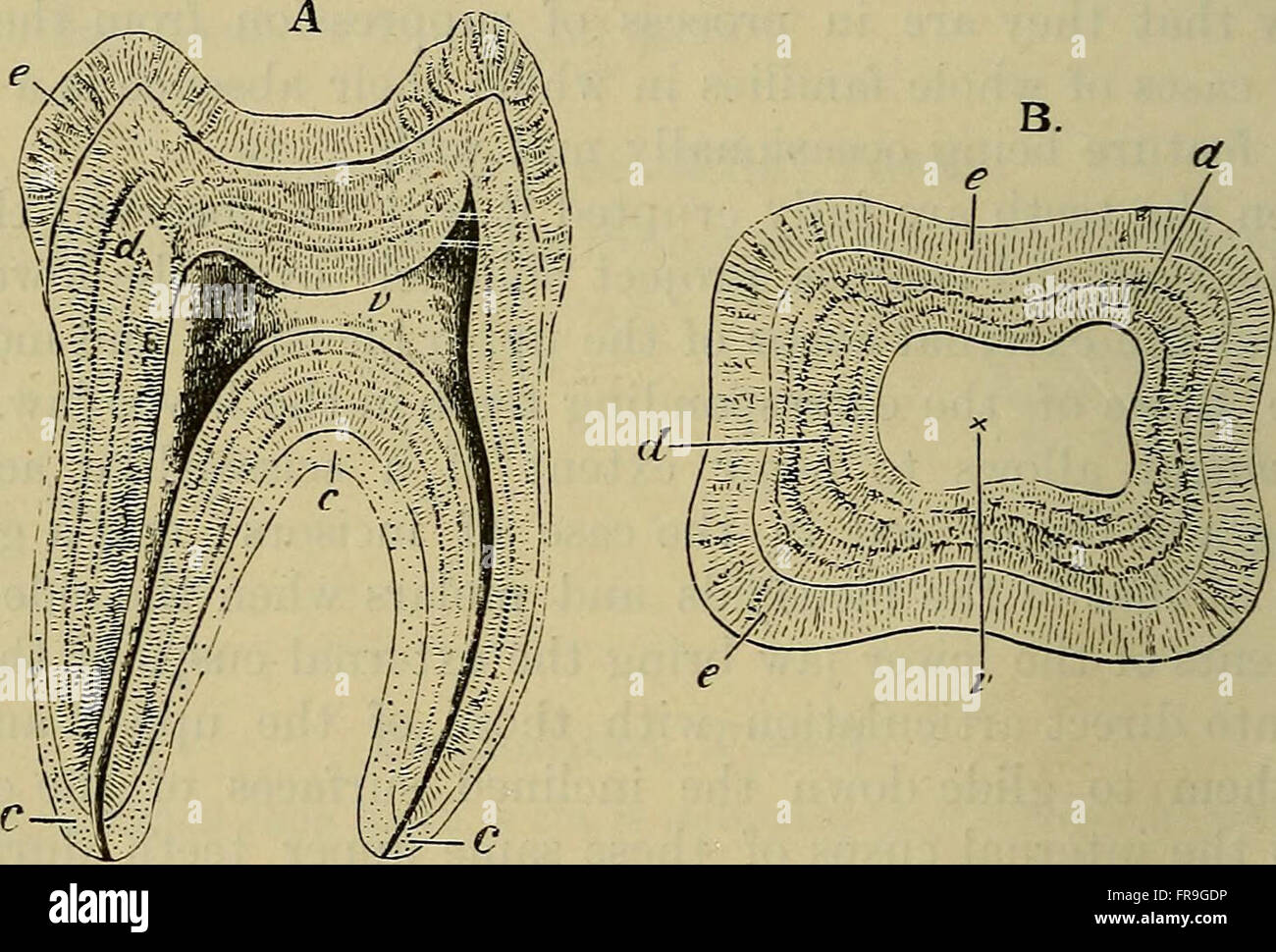 The Hand-book of Physiology (1892) offers a comprehensive overview of ...