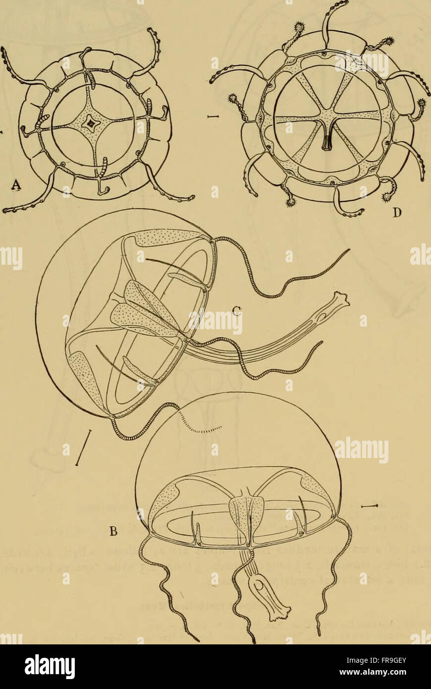 Medusae of the world (1910 Stock Photo - Alamy