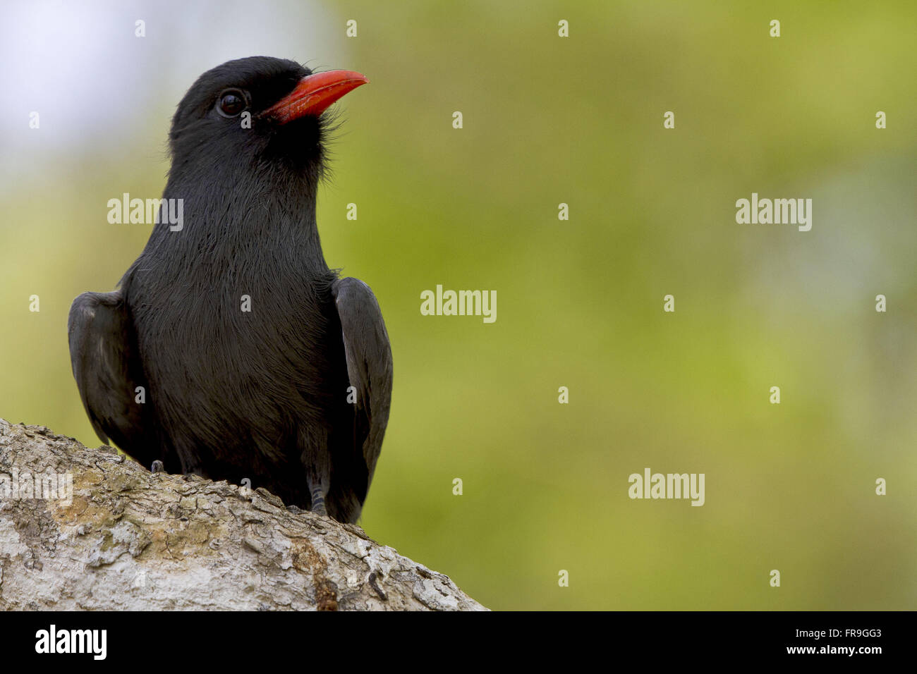 Bird beak-ember also known as cries and cries Umbrella Umbrella-Black ...