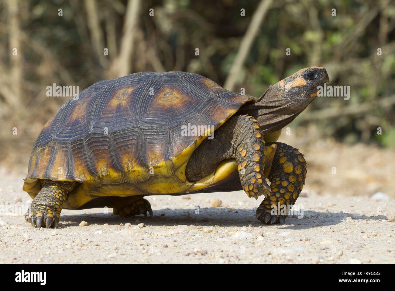 Walking tortoise hi-res stock photography and images - Alamy