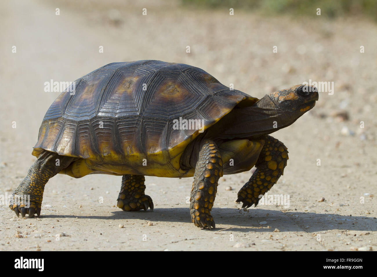 Tortoise walking down Transpantaneira - Geochelone carbonaria Stock ...