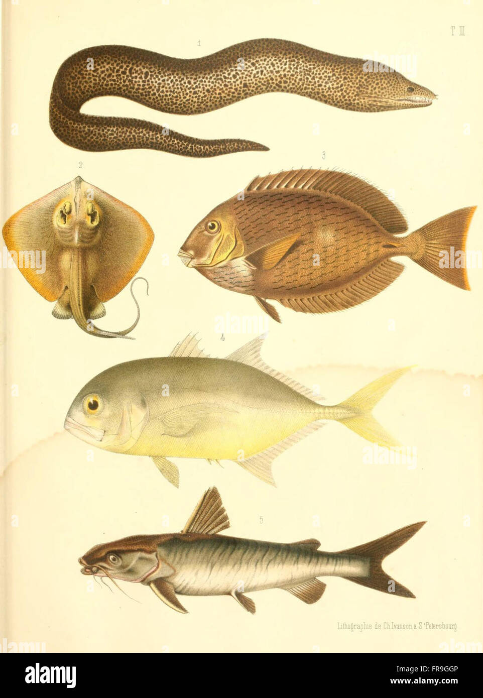 This volume from the 'Atlas des poissons vénénéux' (Atlas of Venomous ...