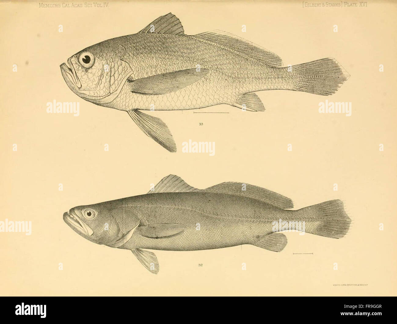 Plate XVI from *The Fishes of Panama Bay* showcases various species of ...
