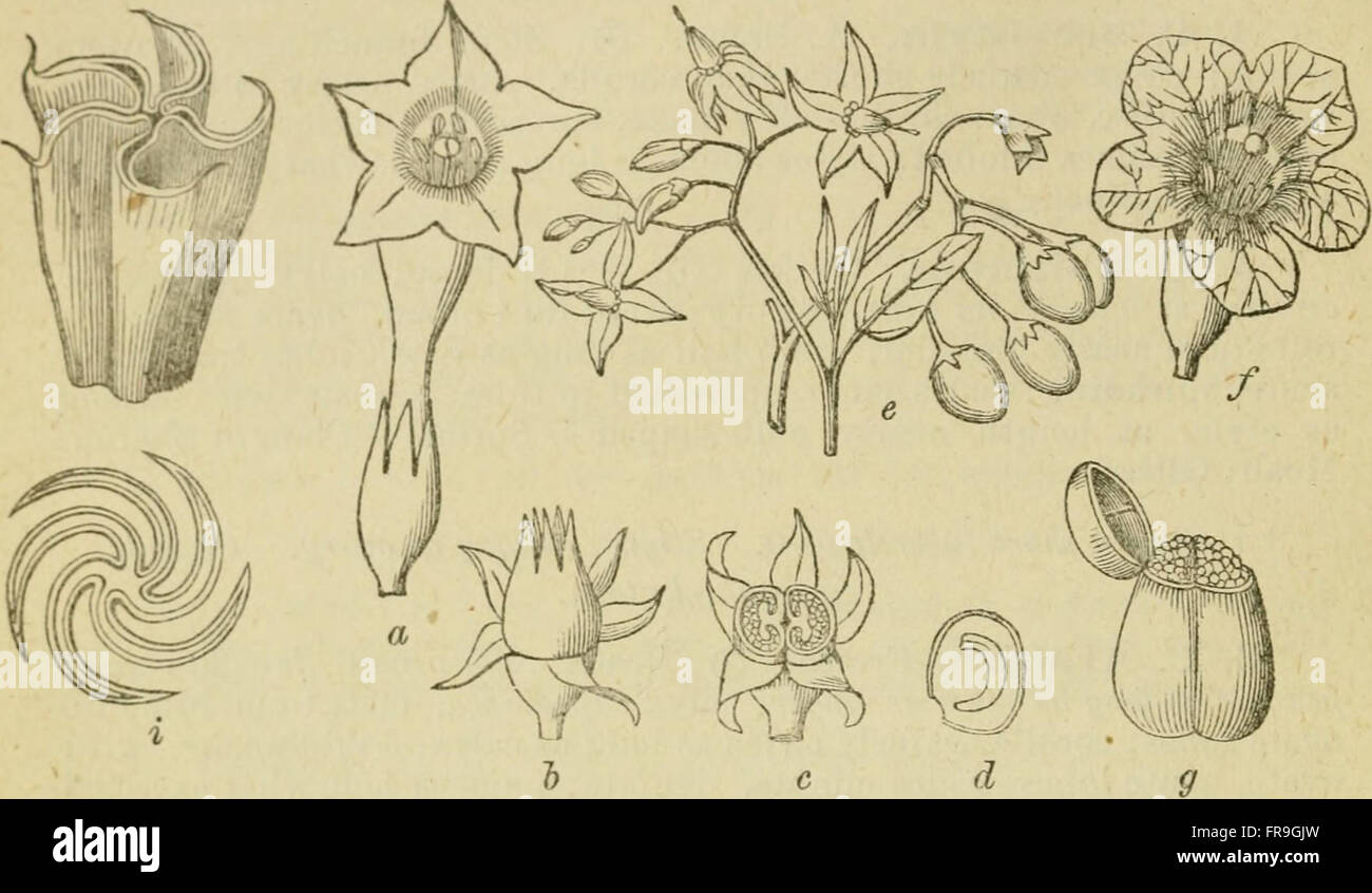 Syrian desert illustration hi-res stock photography and images - Alamy