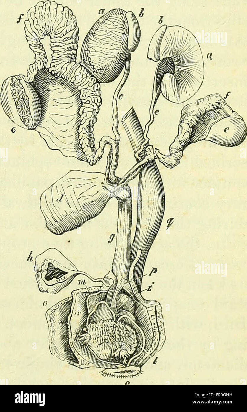 'On the Anatomy of Vertebrates' (1866) is a pioneering work on ...