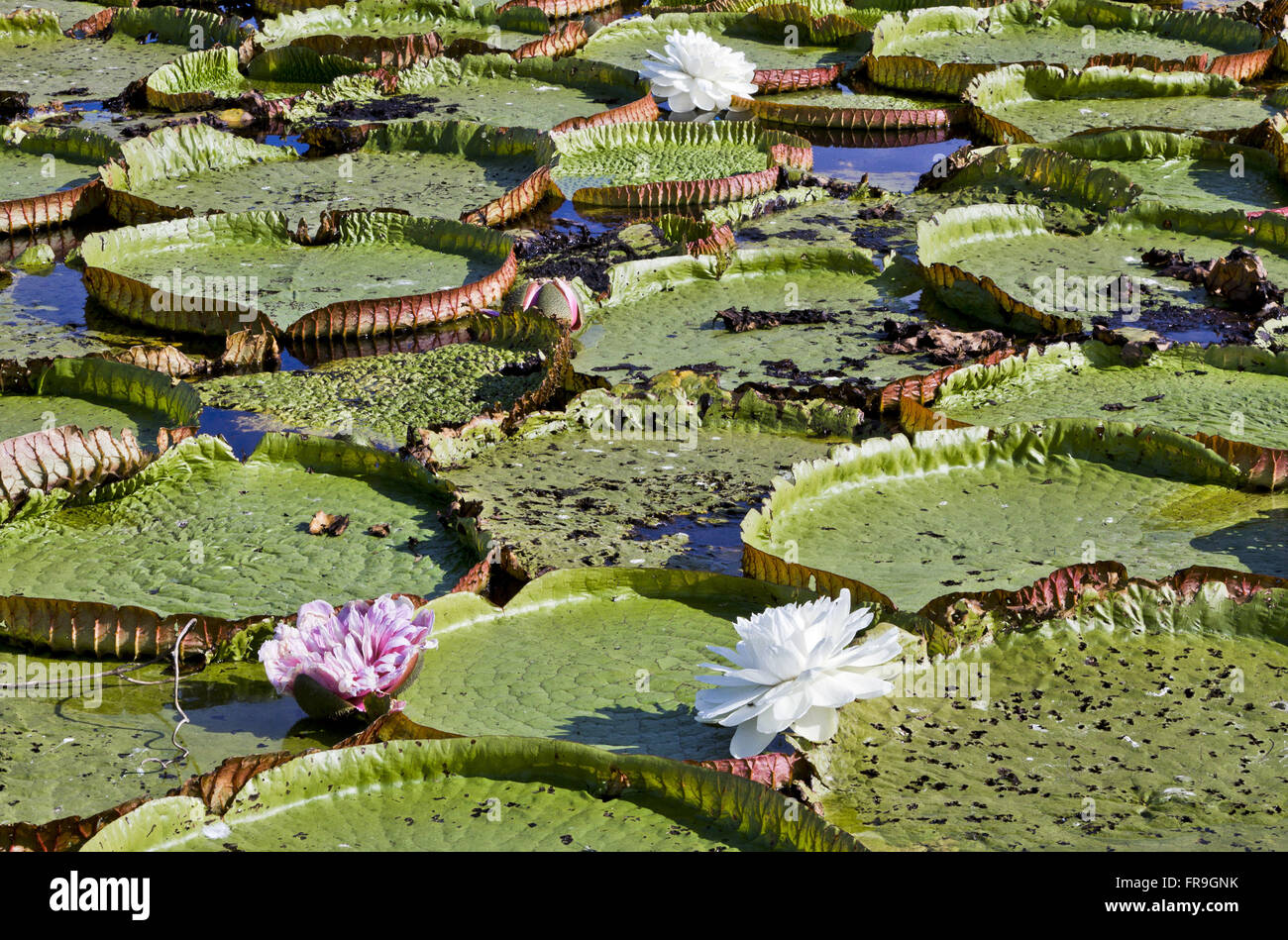 Victoria cruziana hi-res stock photography and images - Alamy