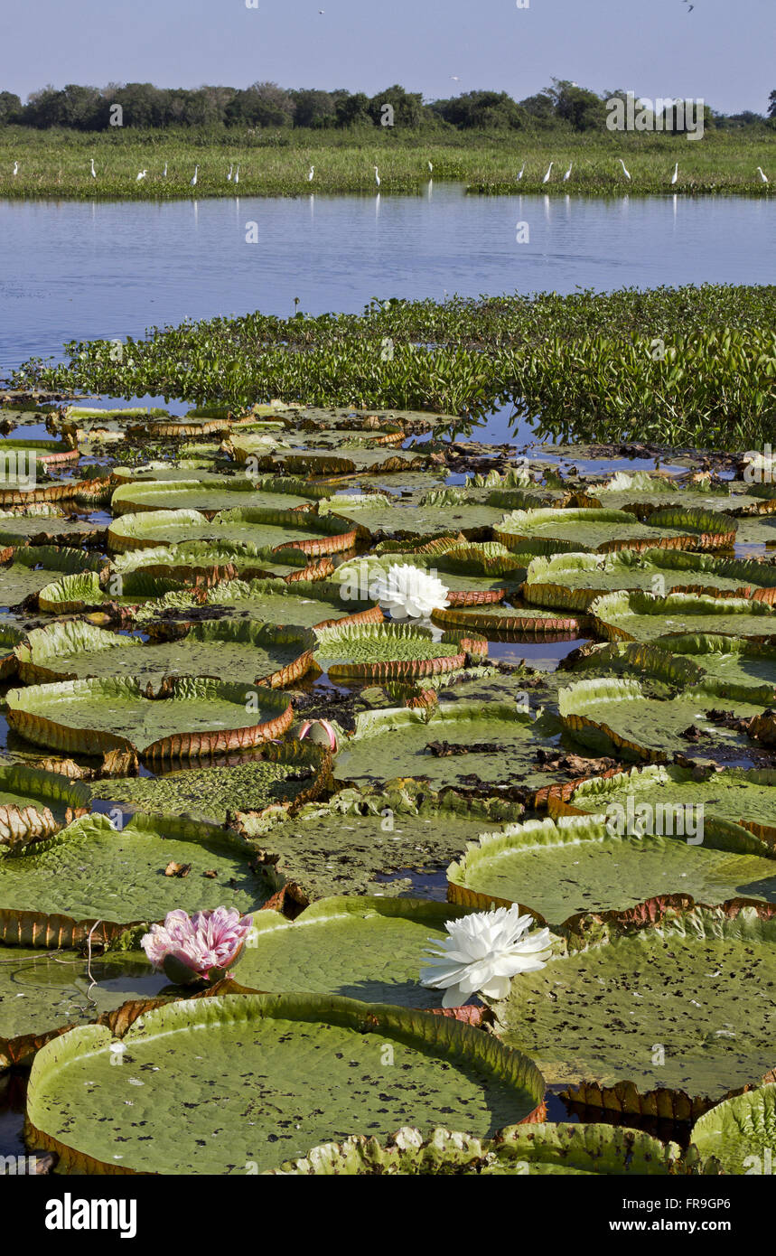 Wetland water lilies - Victoria cruziana Stock Photo - Alamy