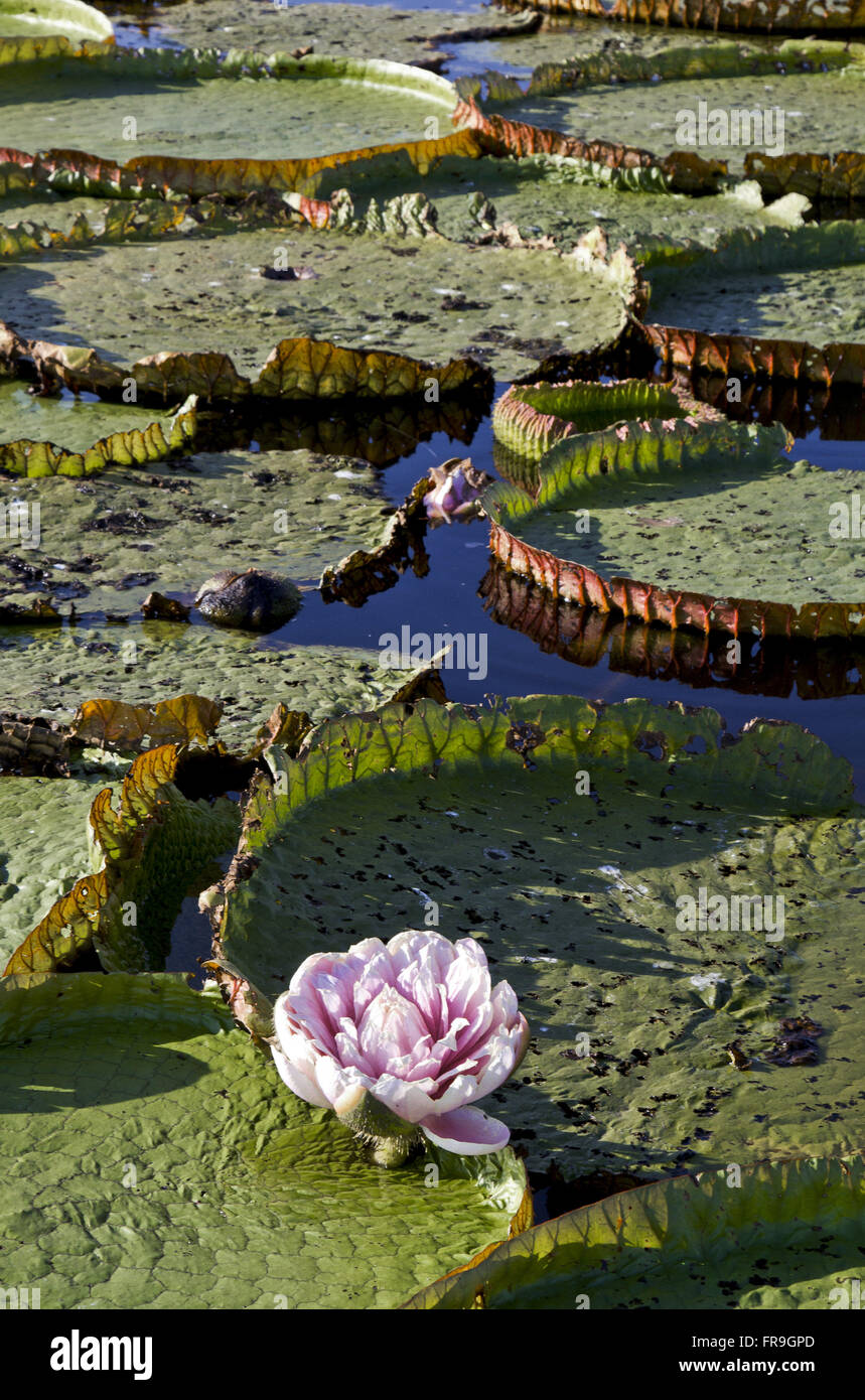 Victoria Cruziana High Resolution Stock Photography and Images - Alamy