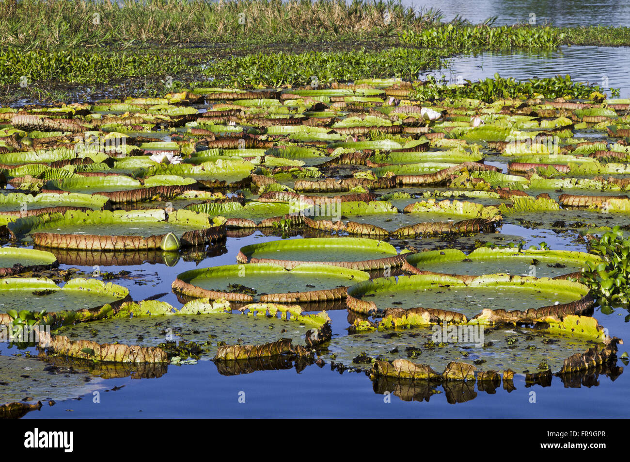 Wetland water lilies - Victoria cruziana Stock Photo - Alamy