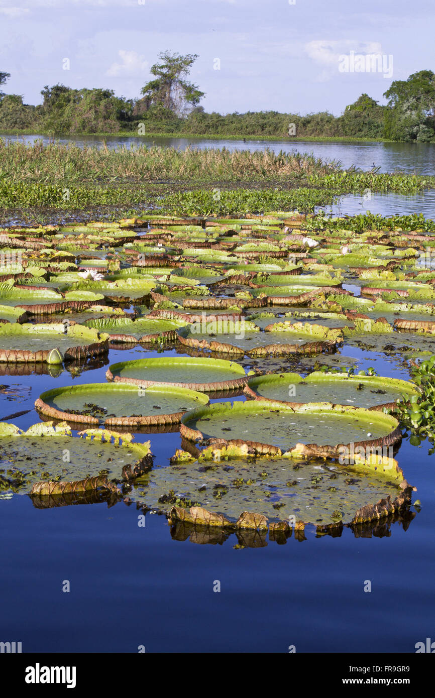 Wetland water lilies - Victoria cruziana Stock Photo - Alamy