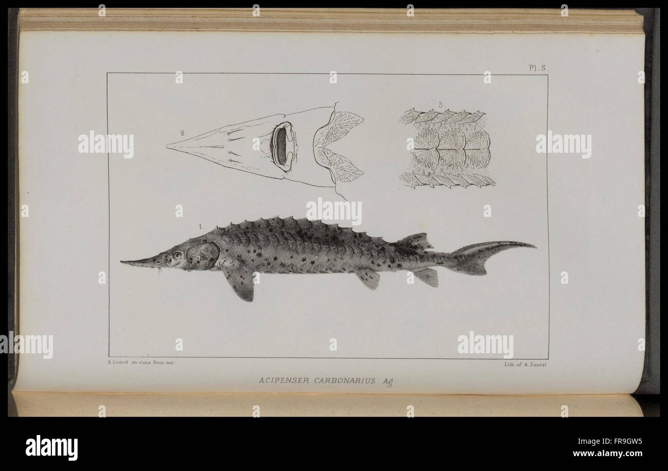 Plate 5 of 'Lake Superior: Its Character, Vegetation, and Animals ...