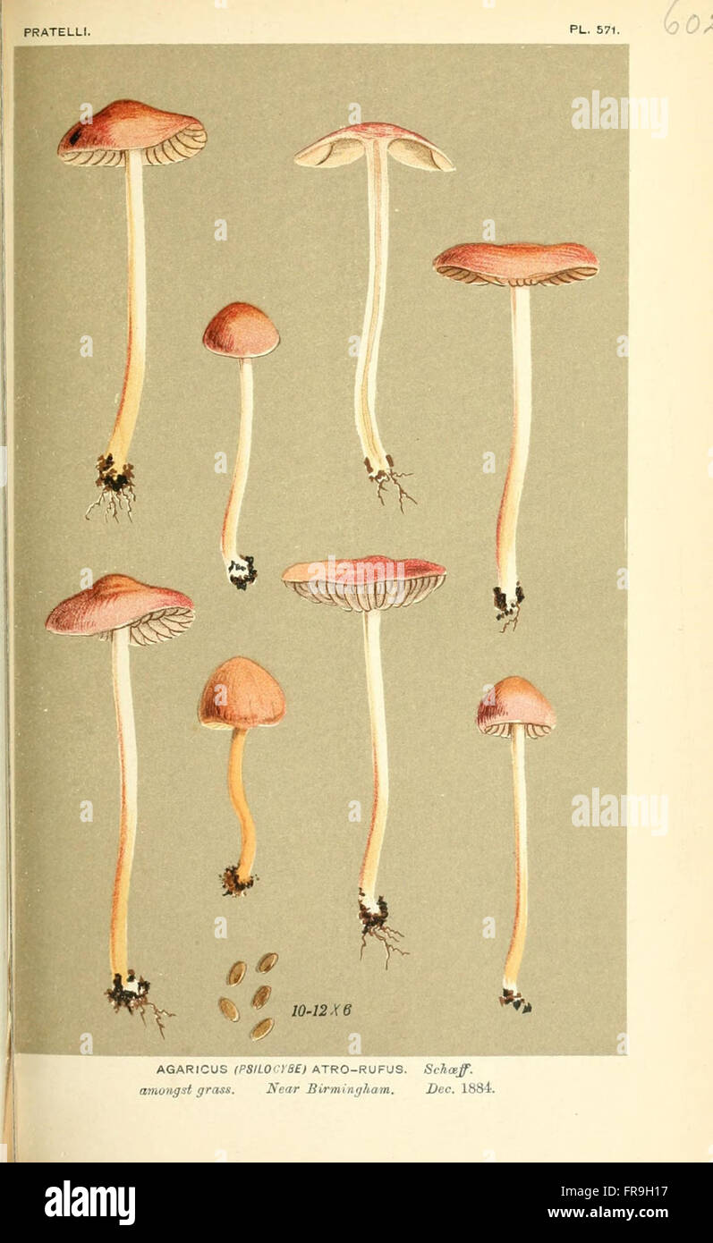 Illustrations of British Fungi (Hymenomycetes), to serve as an atlas to ...