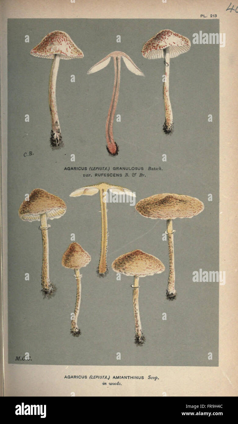 This plate in the 'Illustrations of British Fungi' provides visual ...