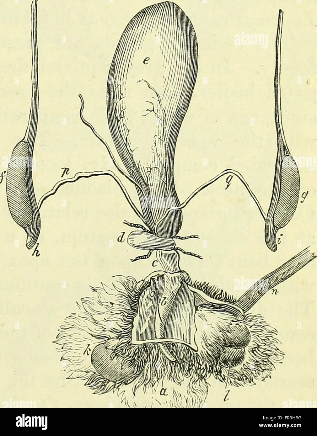 This resource focuses on the anatomy of vertebrates, examining the ...