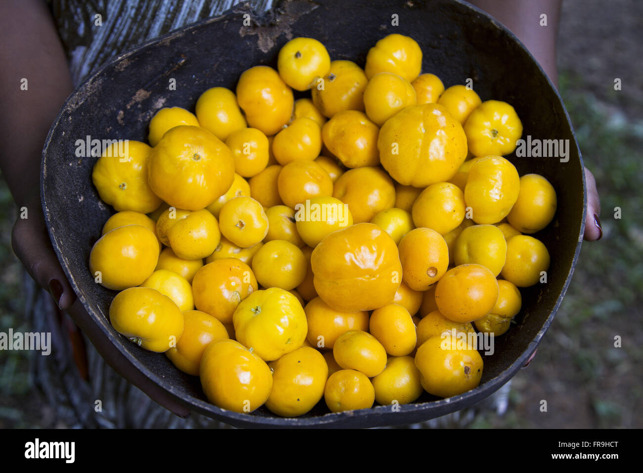 Person holding bowl with fruit uvaia - Eugenia uvalha Stock Photo - Alamy