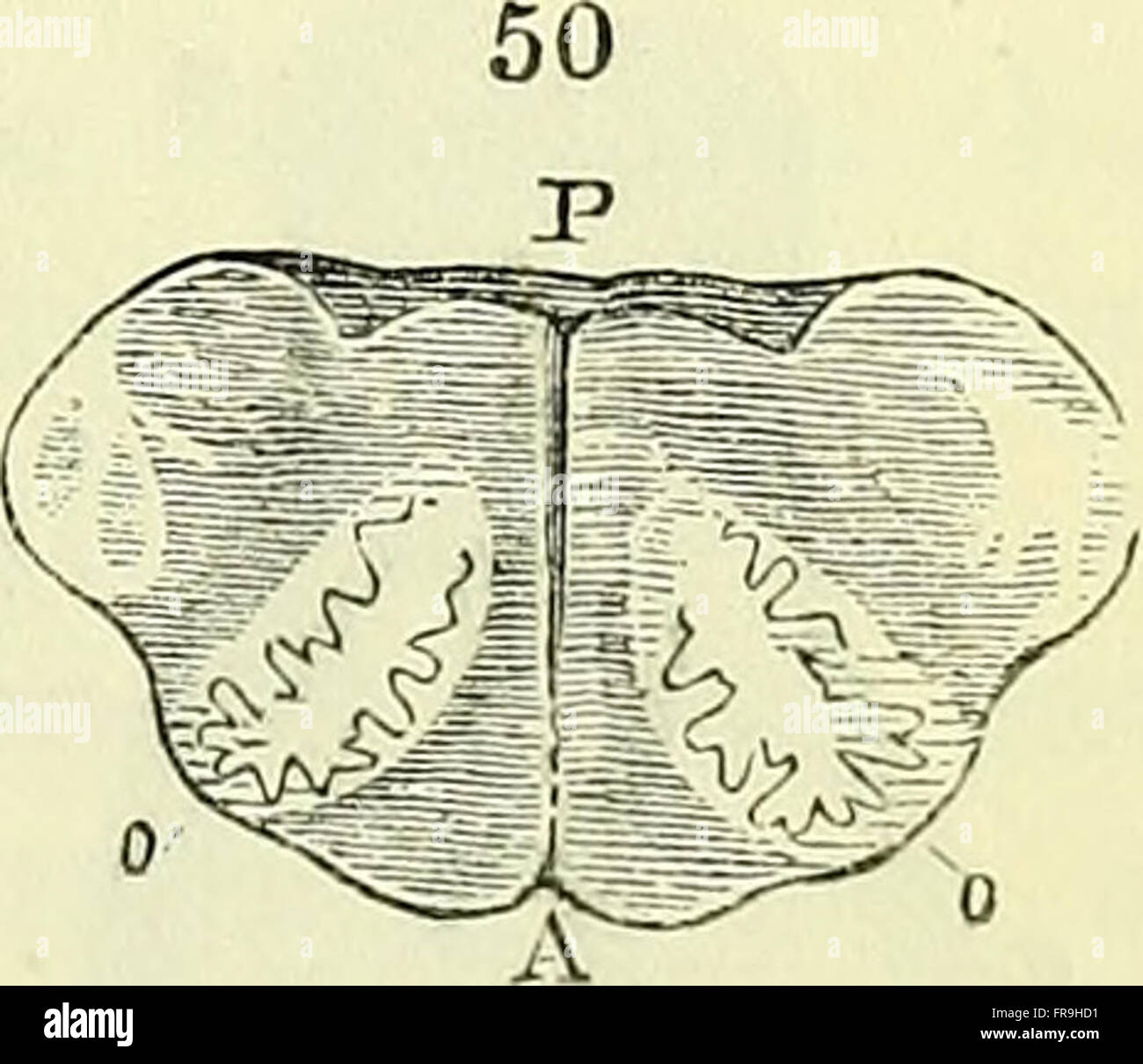 This 1866 resource provides a detailed examination of vertebrate ...