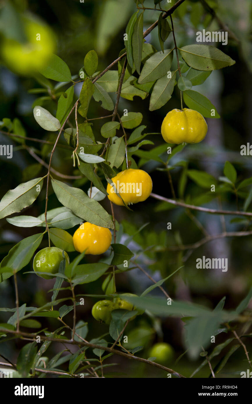Fruits uvaieira - Eugenia uvalha Stock Photo - Alamy