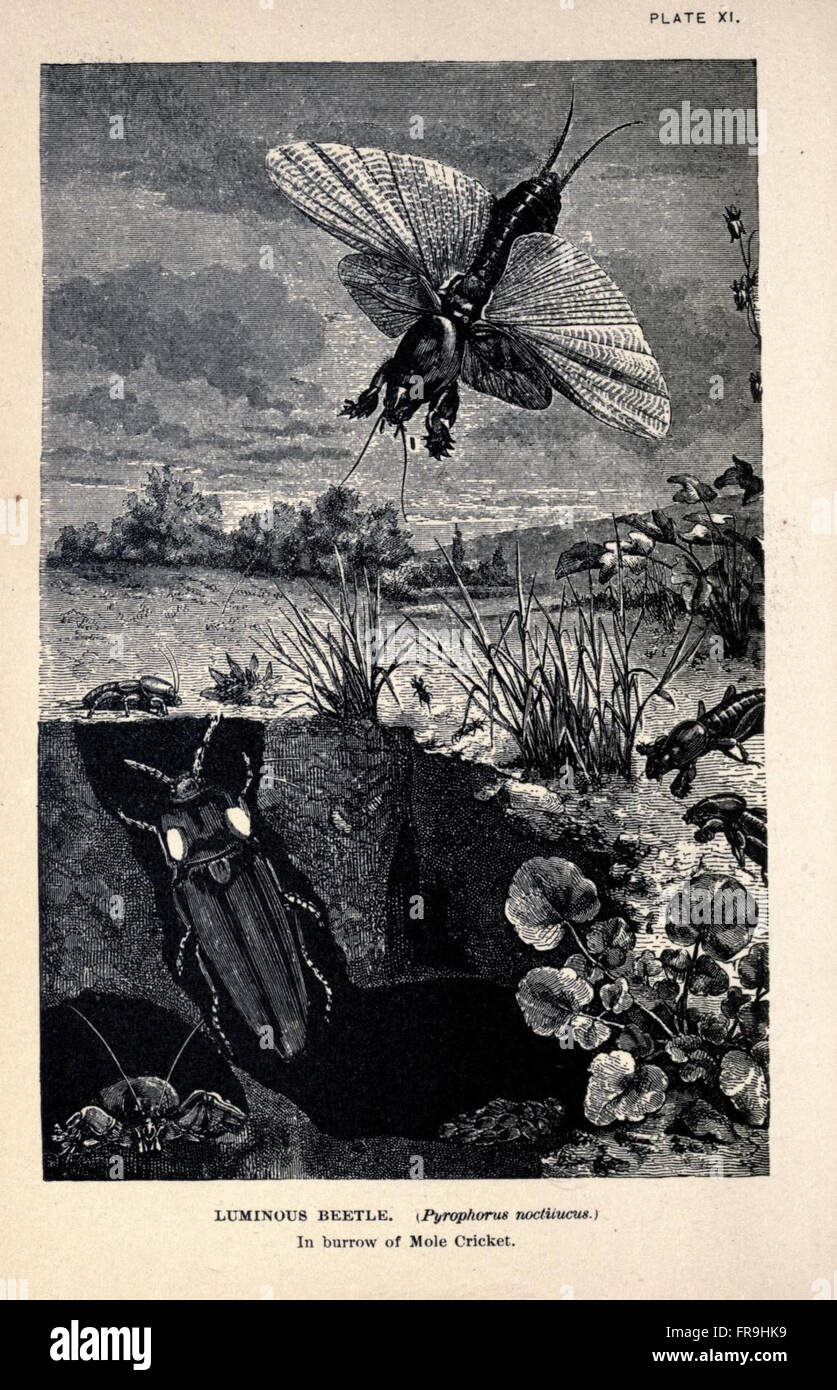 An illustrated depiction of bioluminescent organisms, showcasing the ...