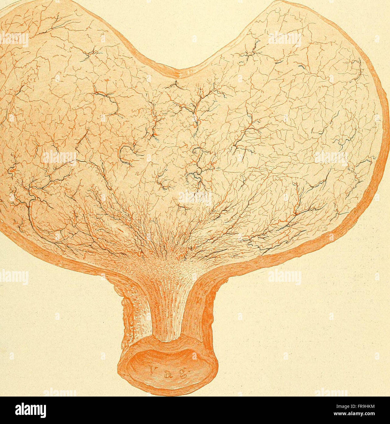 Operative gynecology - (1906 Stock Photo - Alamy