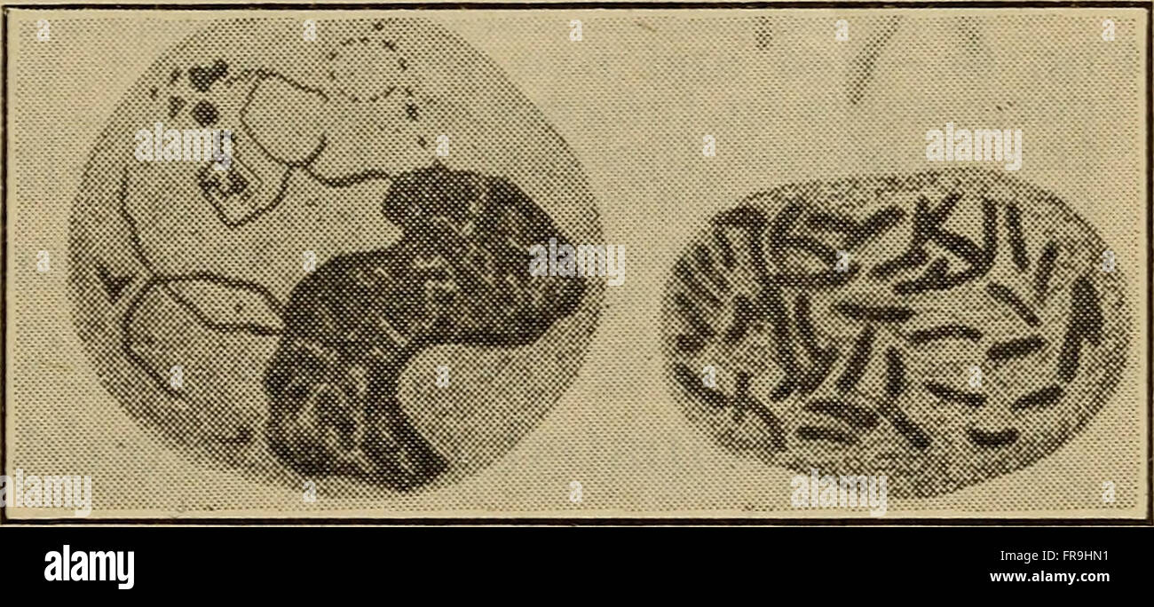 This 1919 textbook covers human physiology, focusing on essential ...