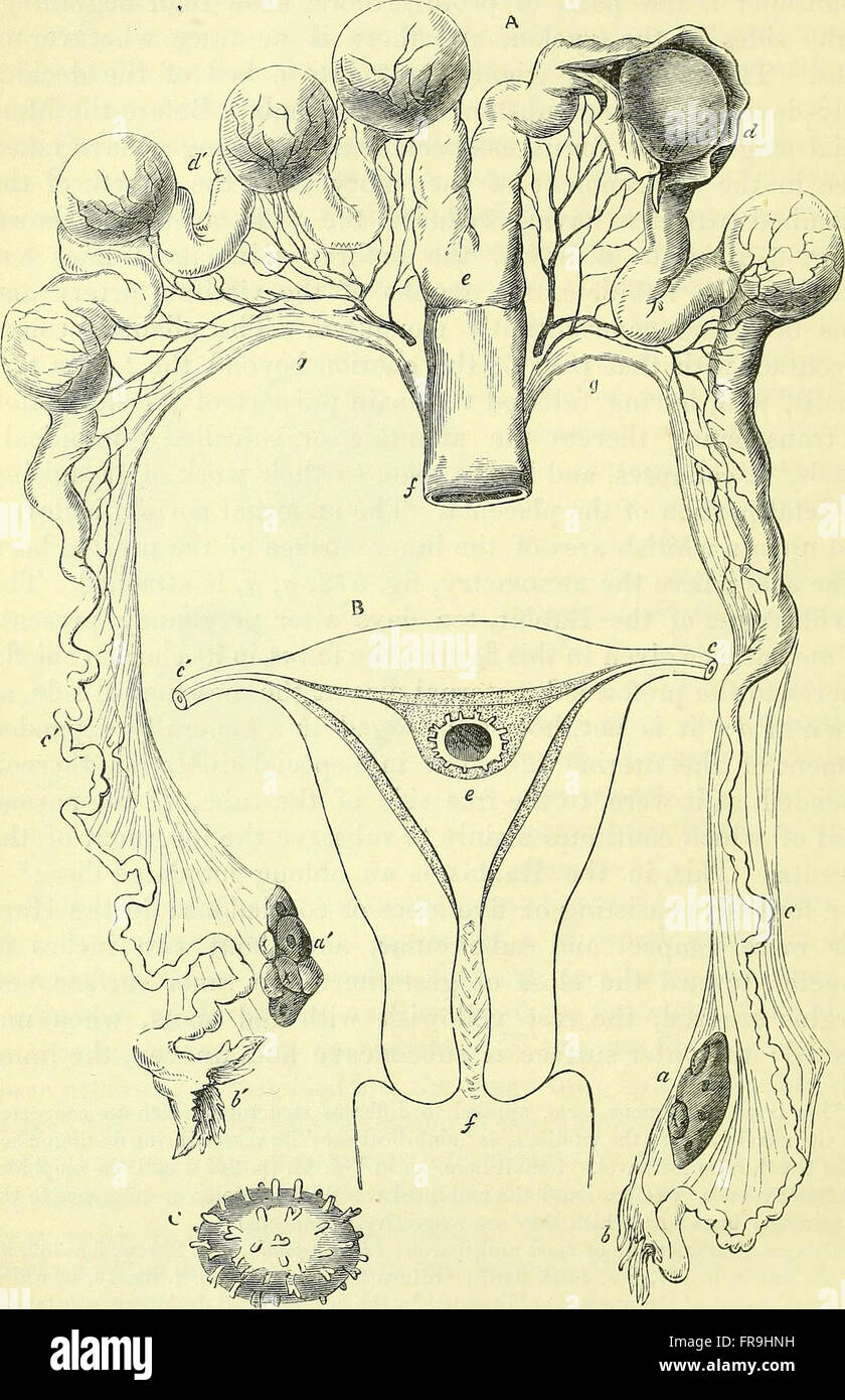 'On the Anatomy of Vertebrates' (1866) explores the anatomical ...
