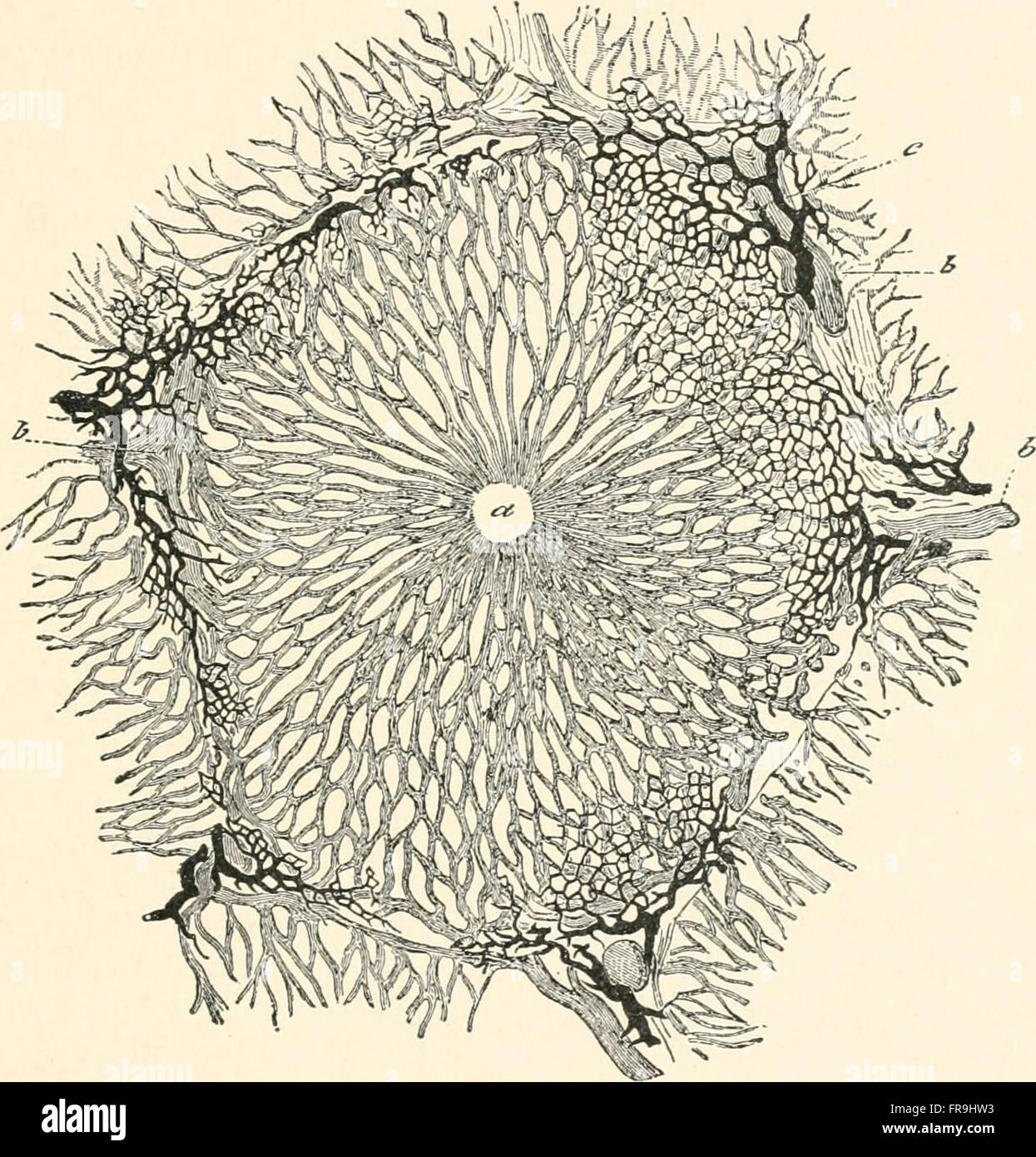A textbook on human physiology, published in 1913, detailing the ...