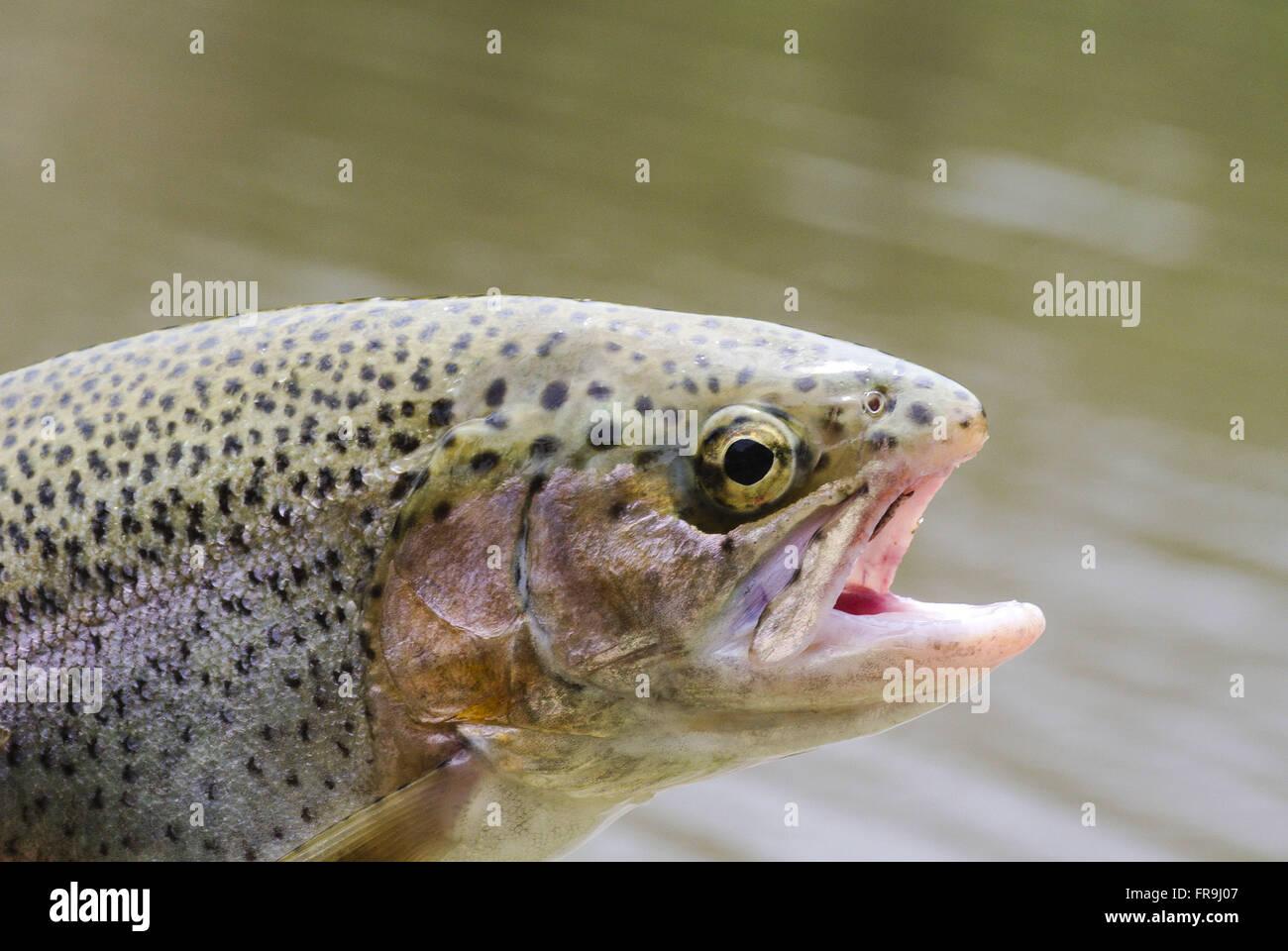 Spotted sea trout hi-res stock photography and images - Alamy