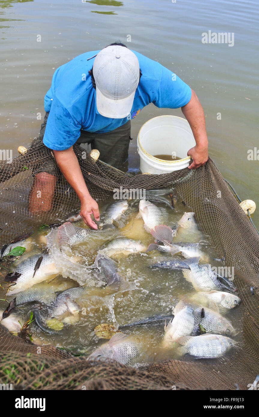 Fisherman holding fishing net with tilapia Stock Photo - Alamy