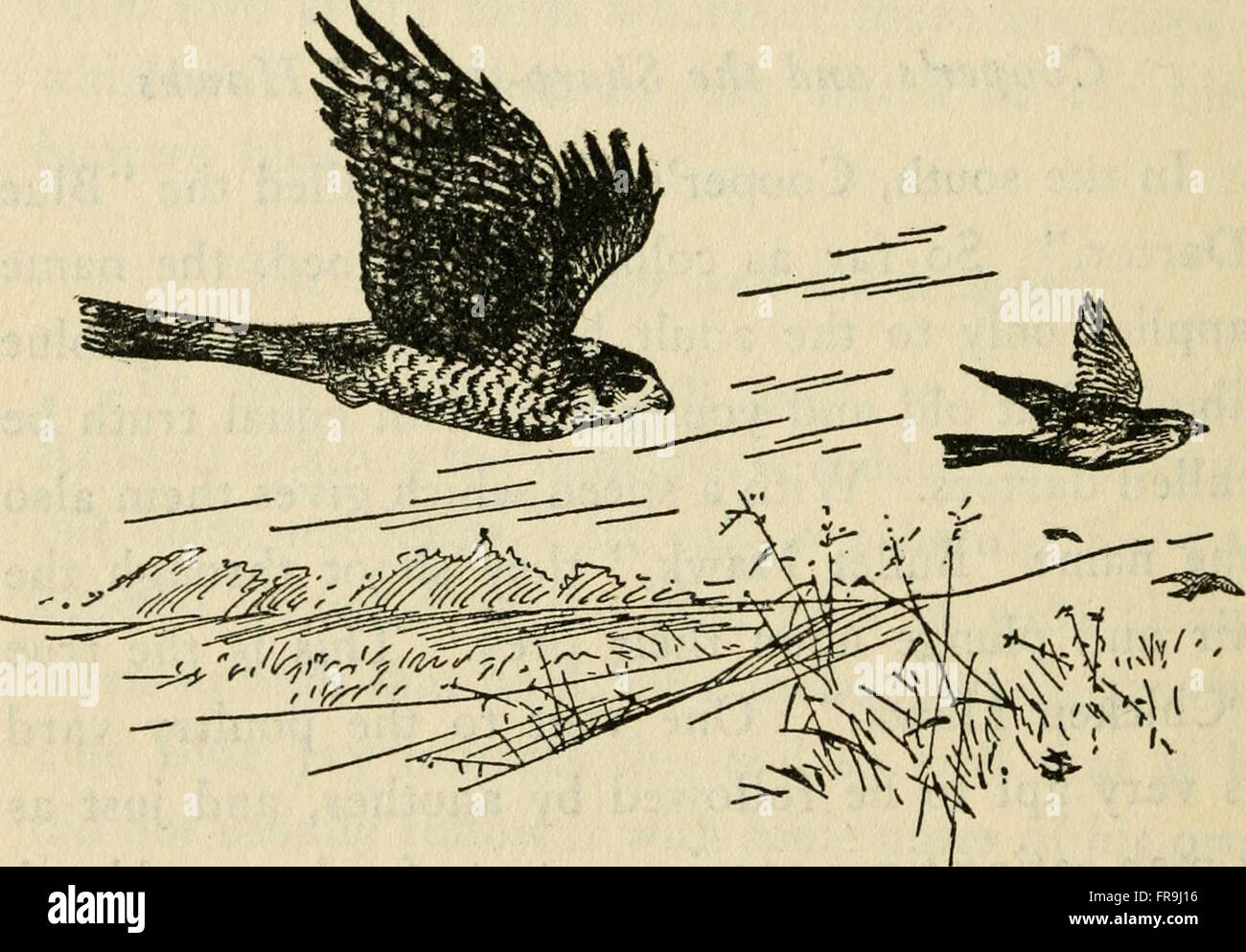 This 1918 guide offers practical advice on identifying winter birds and ...