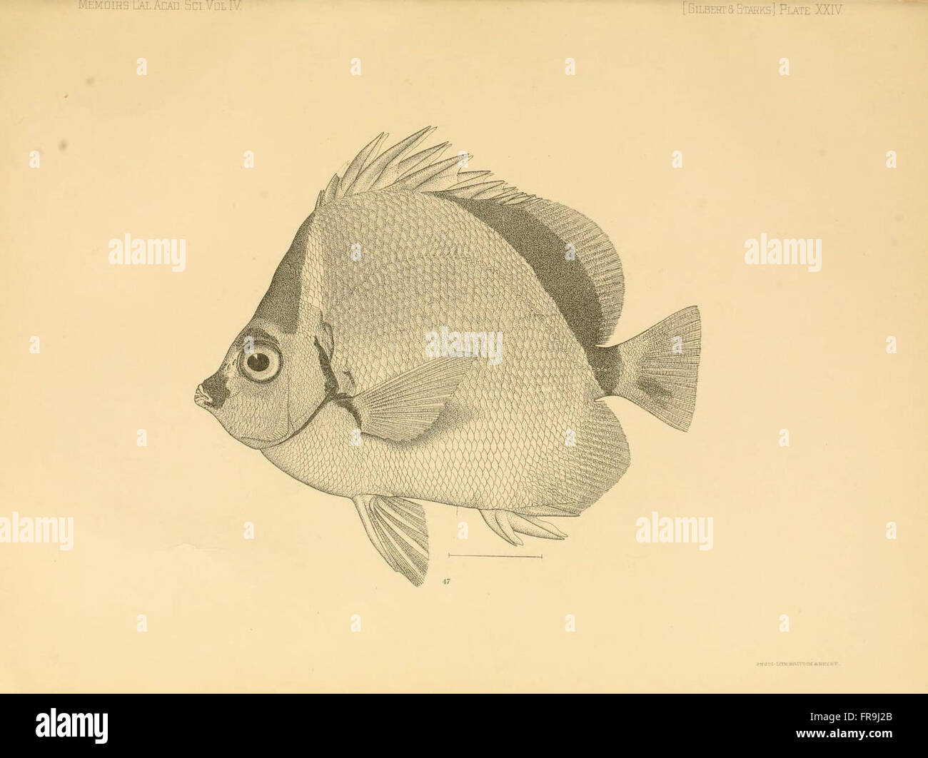'The Fishes of Panama Bay' (Plate XXIV) provides detailed descriptions ...