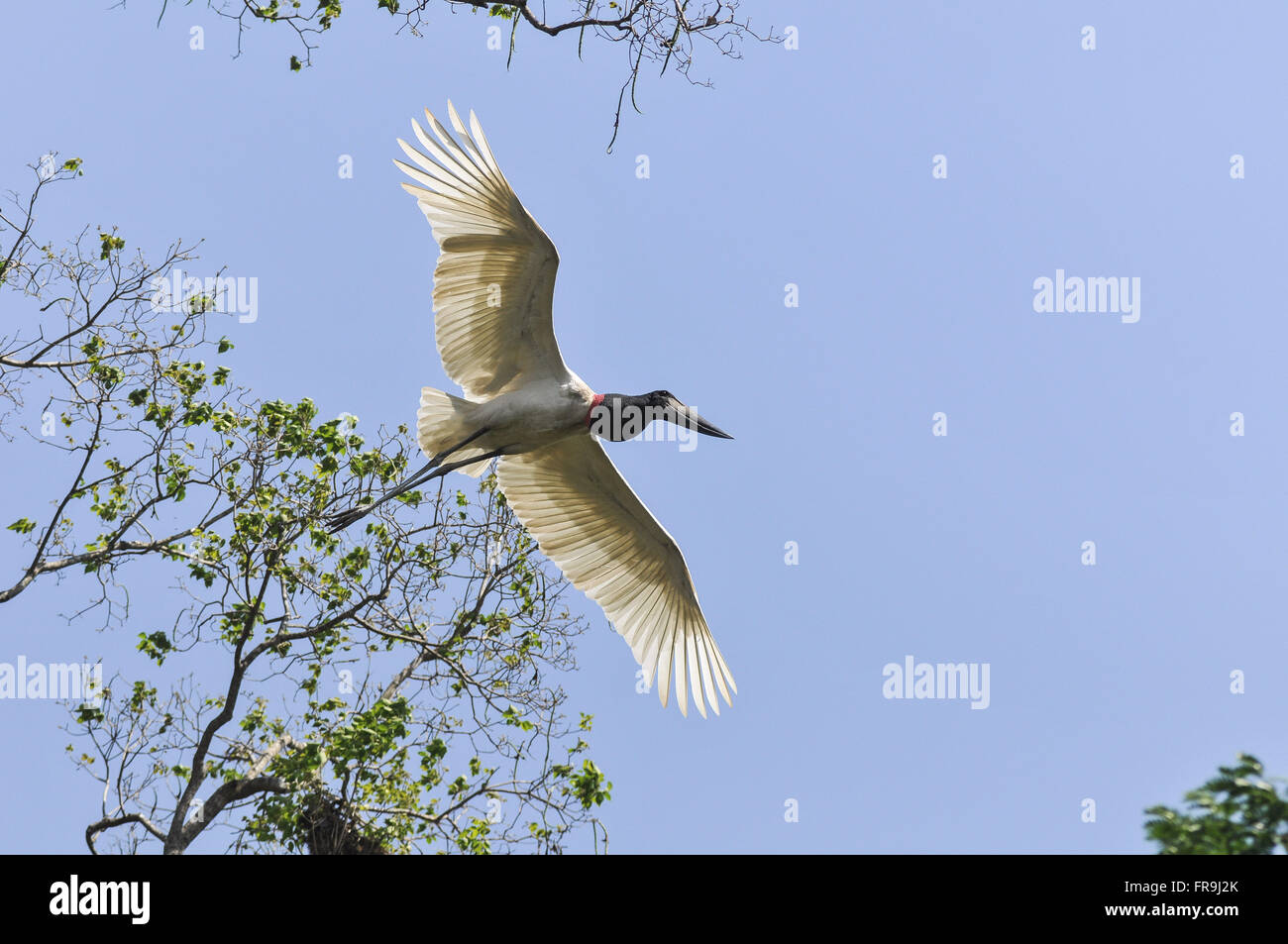 Tuiuiu Stock Photos & Tuiuiu Stock Images - Alamy