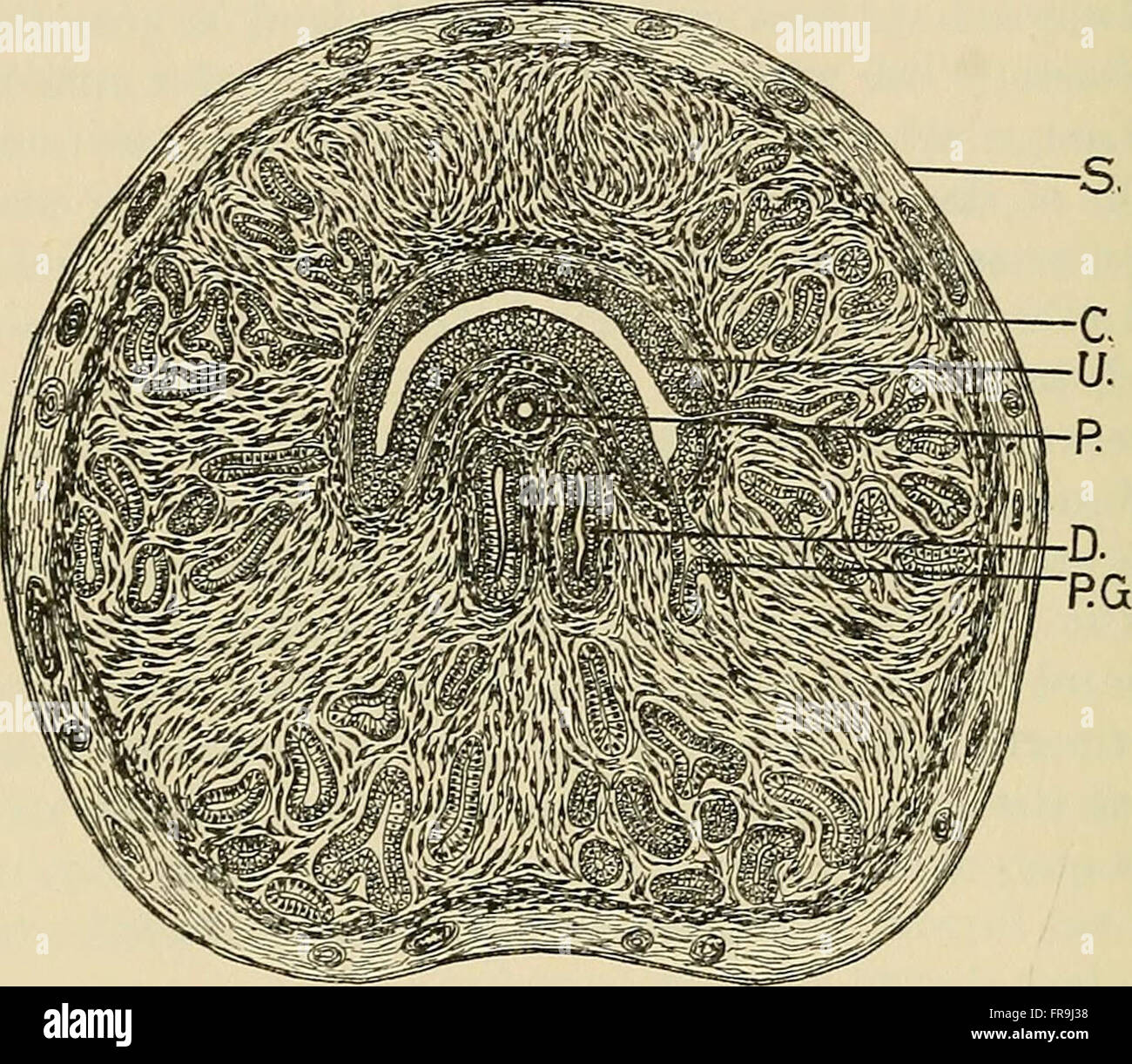 *Operative Surgery, for Students and Practitioners* (1906) provides a ...